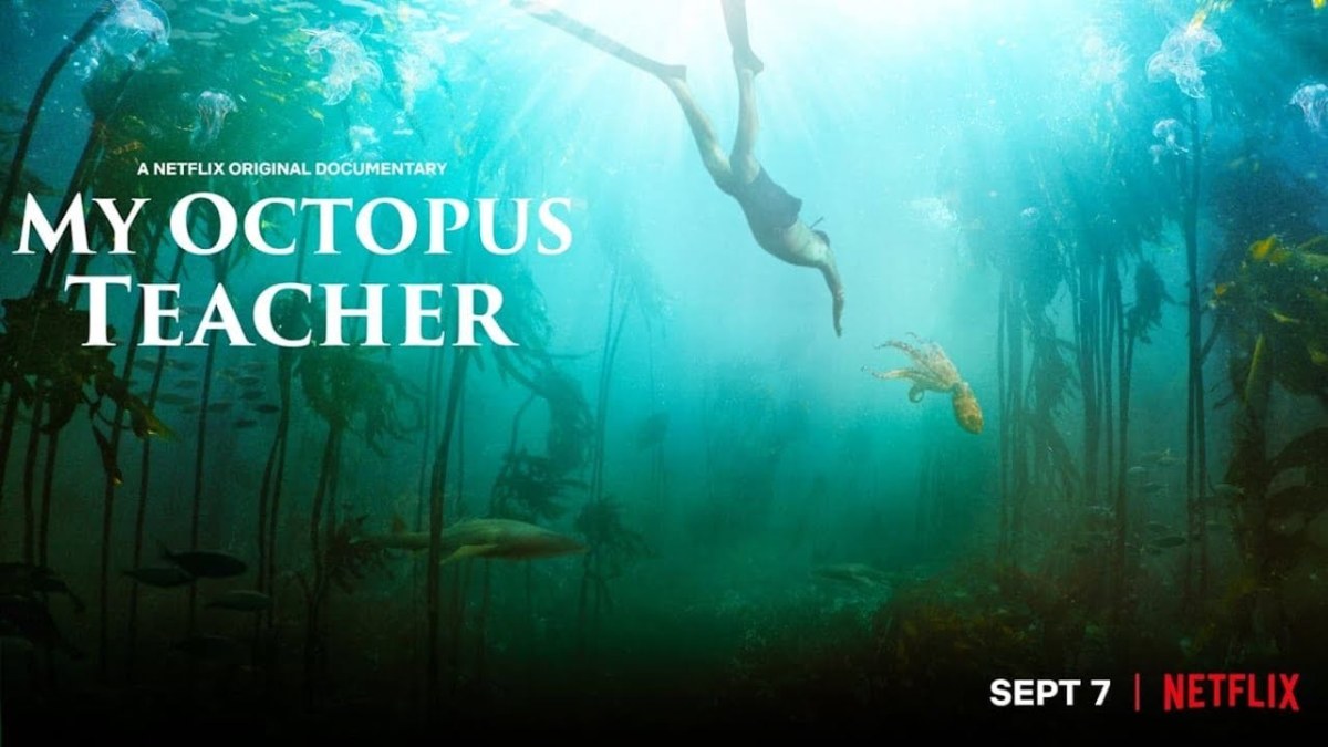 My Octopus Teacher 2020 Netflix An Oscar For My Octopus Teacher Is A